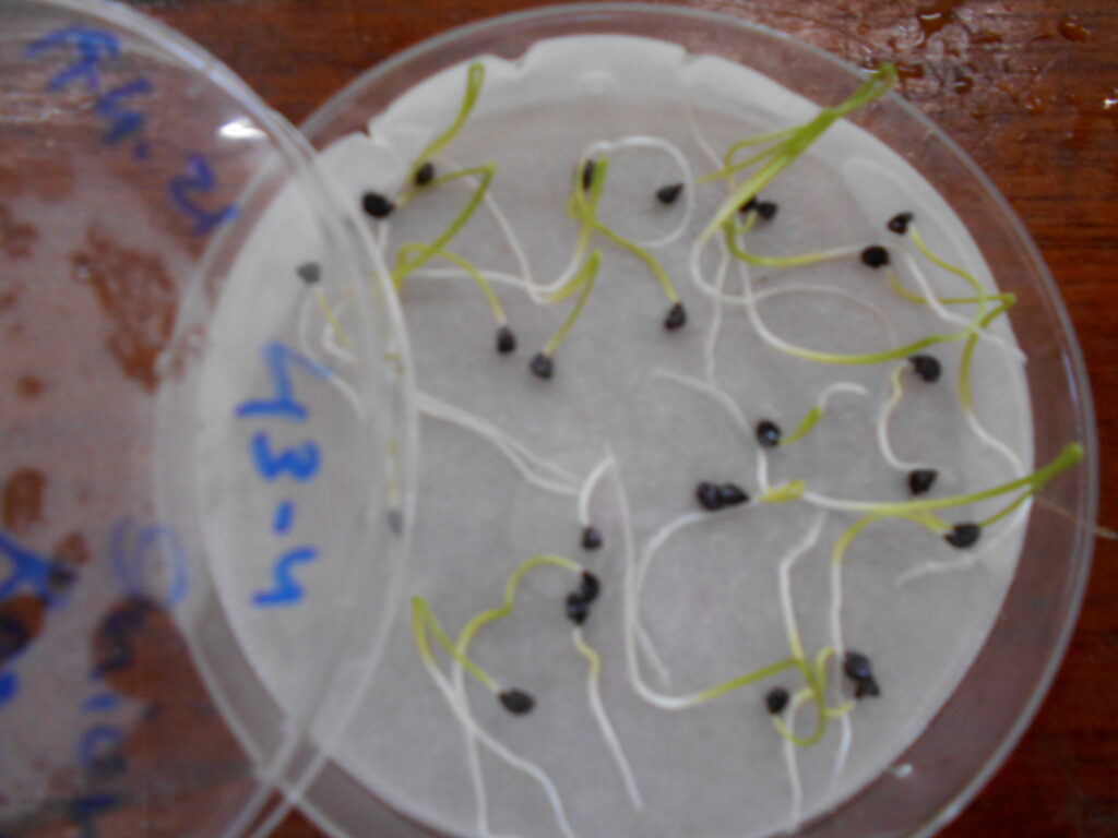 Seed health testing – Sanitary and Phytosanitary Portal